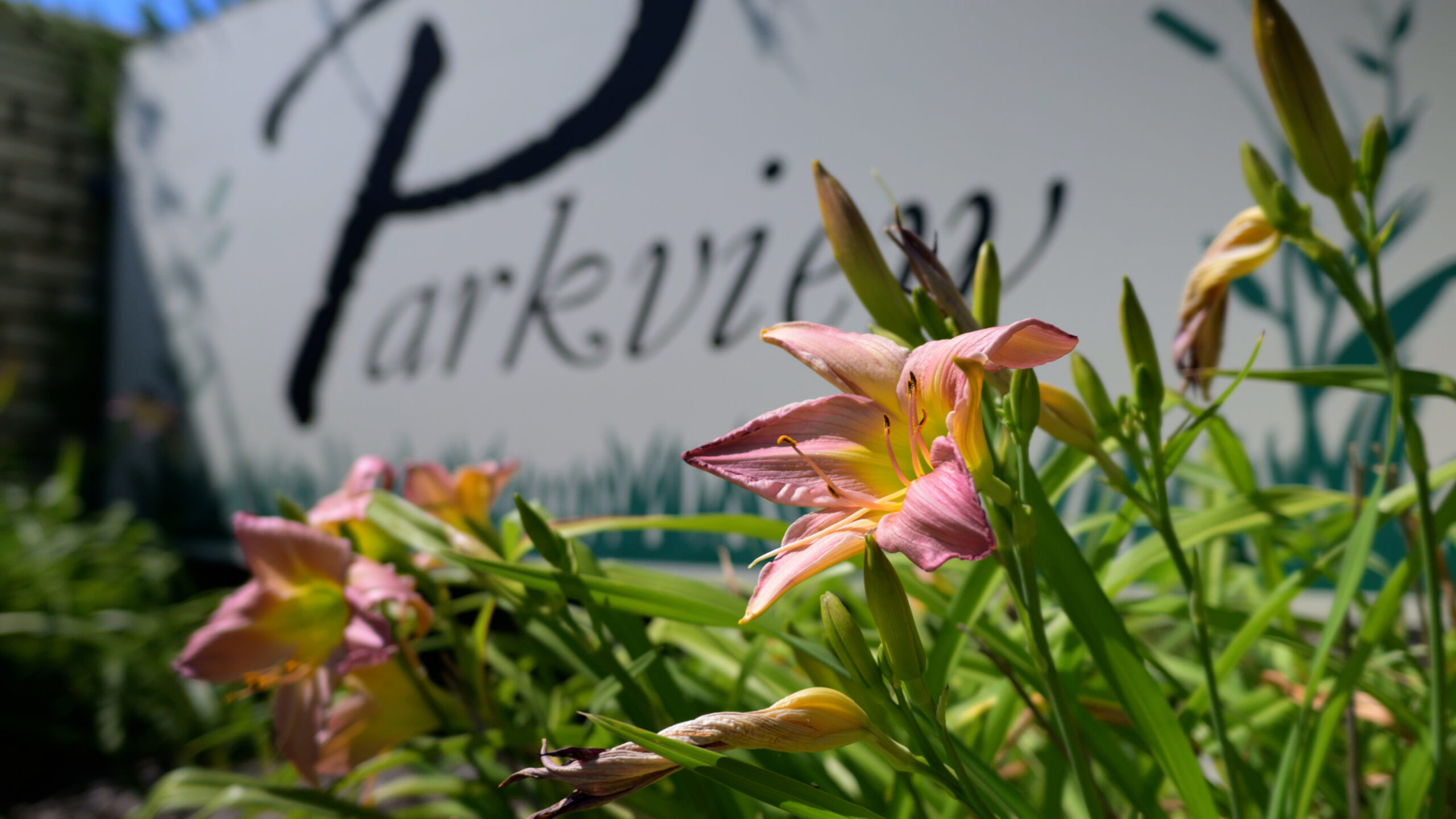 Interview with An Administrator - Kayleen Martin, Parkview Manor